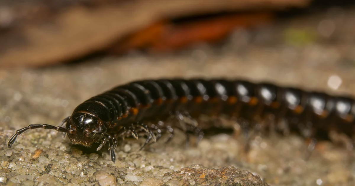 Millipede Pest Control | Spiderman SE Eco Pest Management | VIC | SA