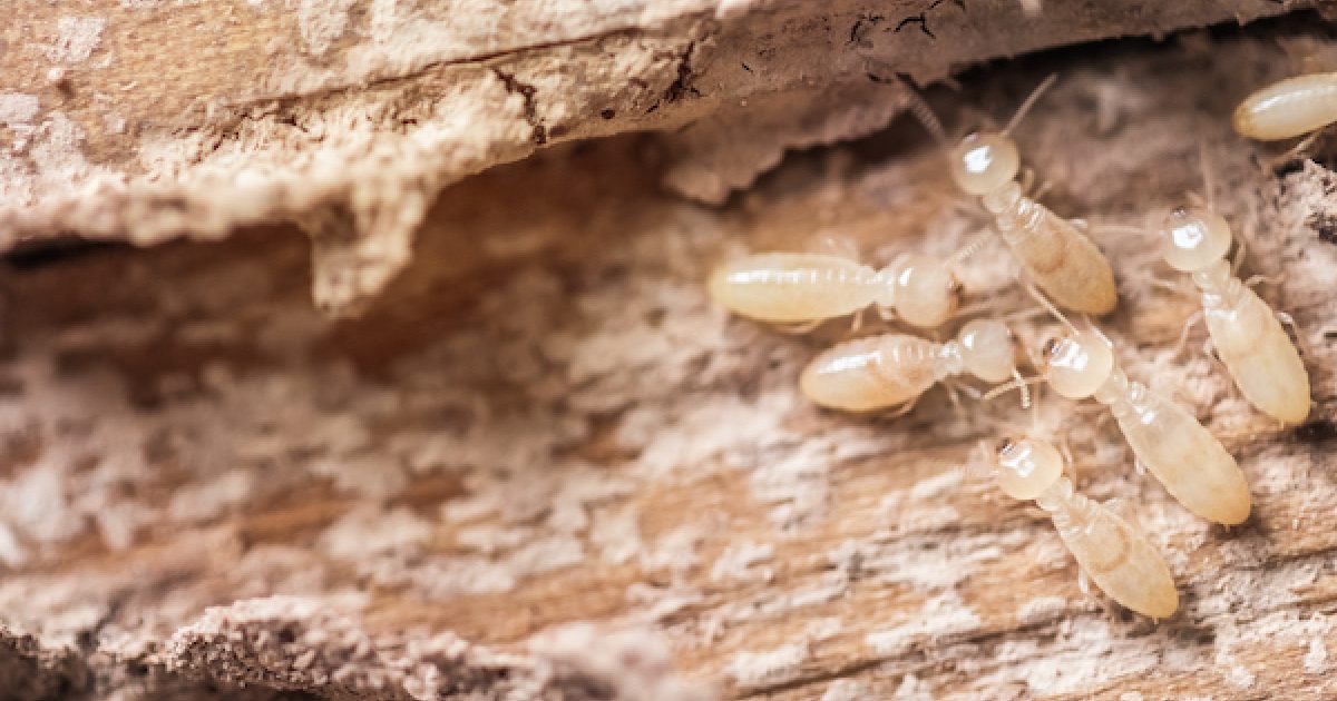 Termites v Borers – What's the difference?